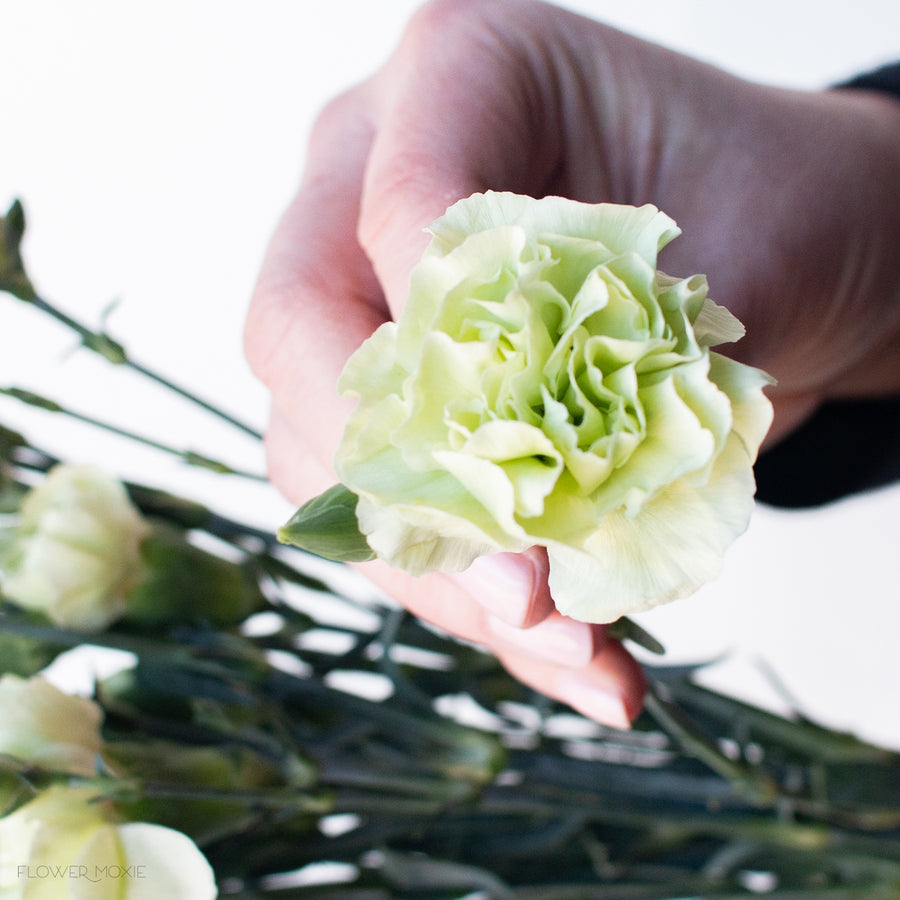 Green Mini Carnation Flower | DIY Wedding Flowers | Flower Moxie