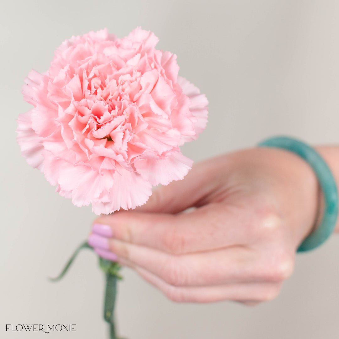 Blush Carnations | Bulk Fresh DIY Wedding Flowers | Flower Moxie
