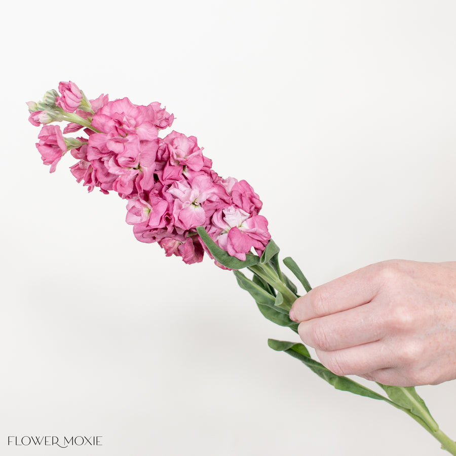 Mauve Stock Flower | Bulk DIY Weddings | Flower Moxie