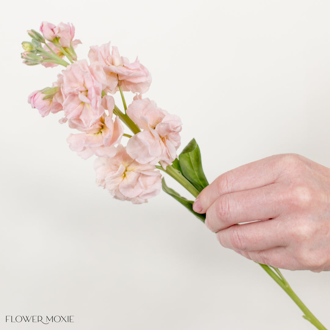 Peach Stock Flower | Bulk DIY Wedding Flowers | Flower Moxie
