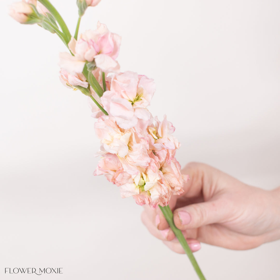 Peach Stock Flower | Bulk DIY Wedding Flowers | Flower Moxie