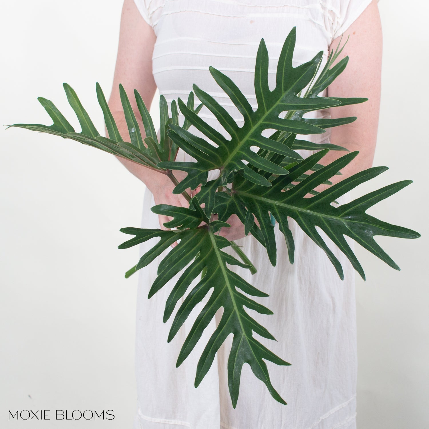 Phi Xantal Greenery - Flower Moxie DIY Flowers | Free Shipping