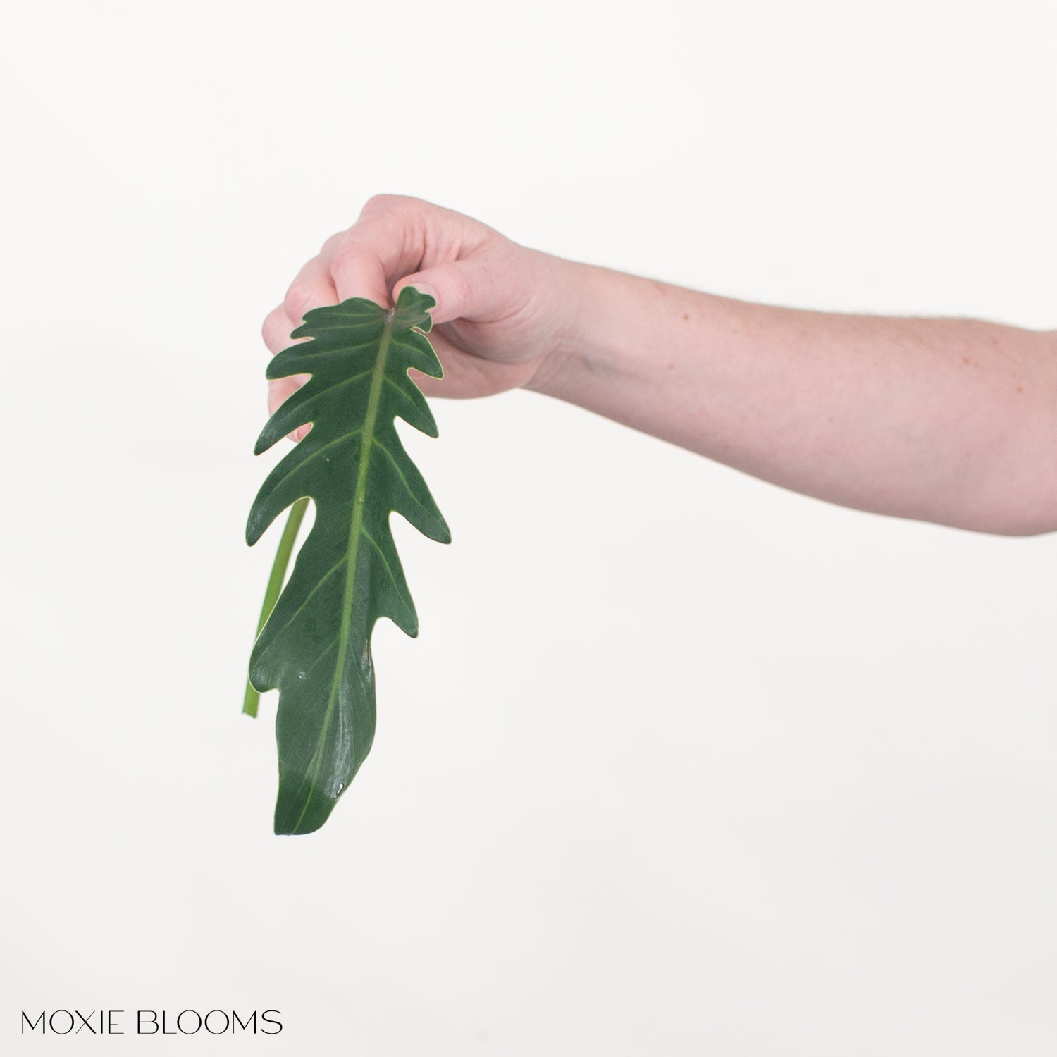 Phi Xanadu Greenery - Flower Moxie DIY Flowers | Free Shipping