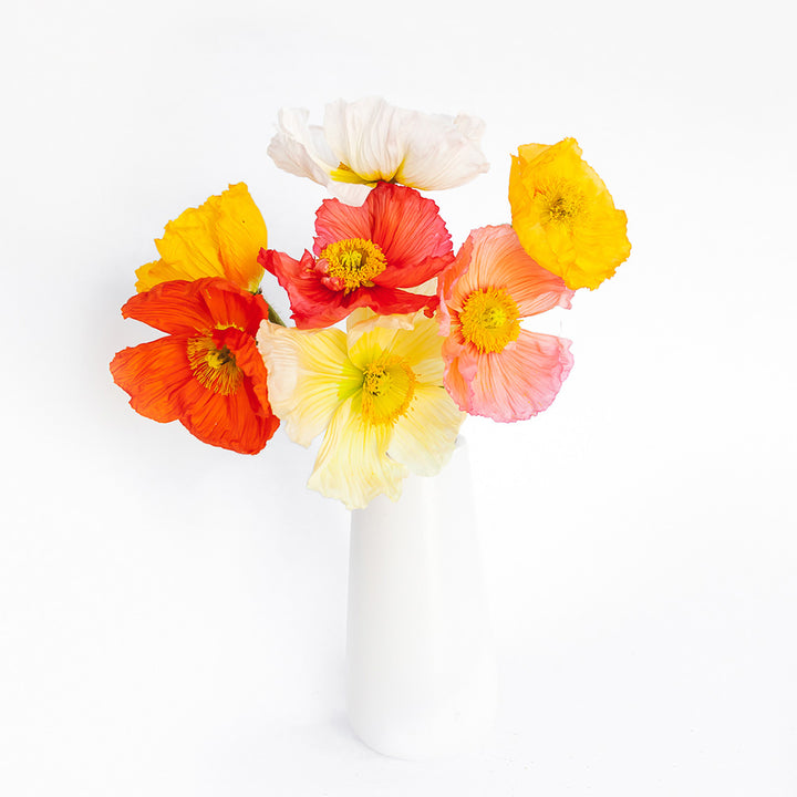 Assorted Poppy Flowers | Fresh DIY Wedding Flowers | Flower Moxie