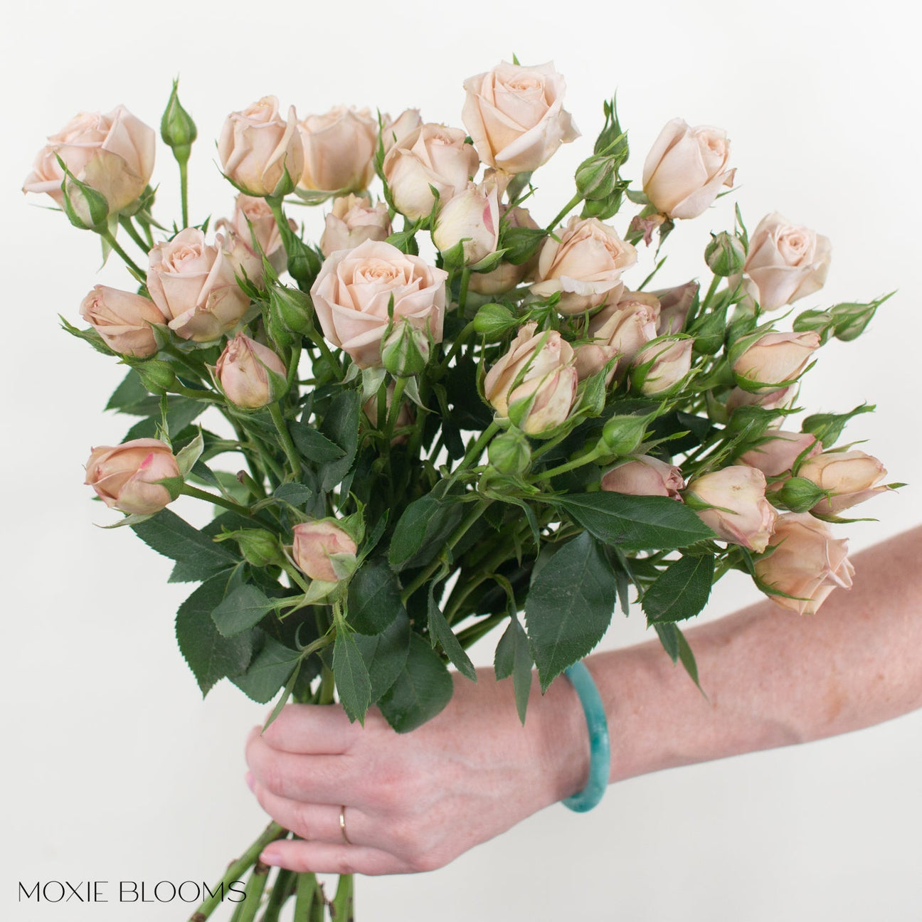Champagne Sahara Spray Roses | DIY Flowers | Flower Moxie