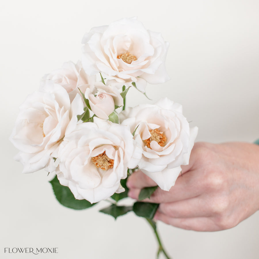 Majolika Spray Roses Mixed Box | Flower Moxie Bulk Flowers