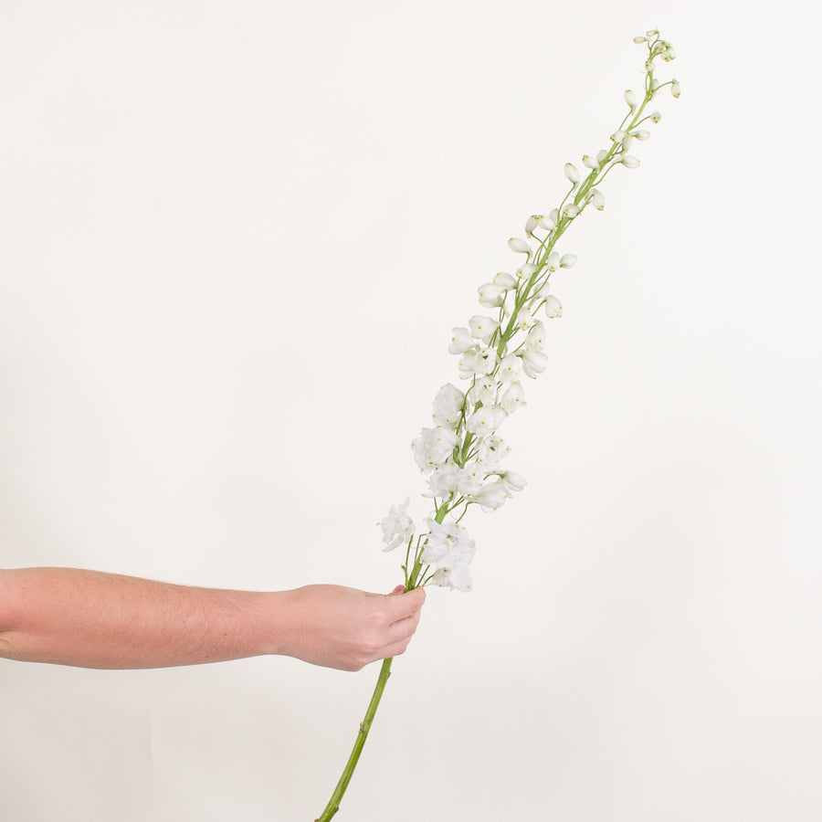 Delphinium Mixed Box | Flower Moxie Bulk Flowers