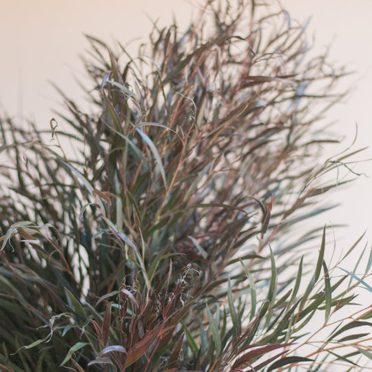 Agonis Greenery | DIY Wedding Flowers | Flower Moxie