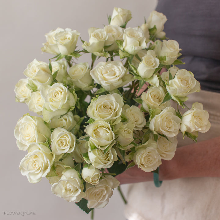 White and Cream Spray Roses | Bulk Wedding Flowers - Flower Moxie