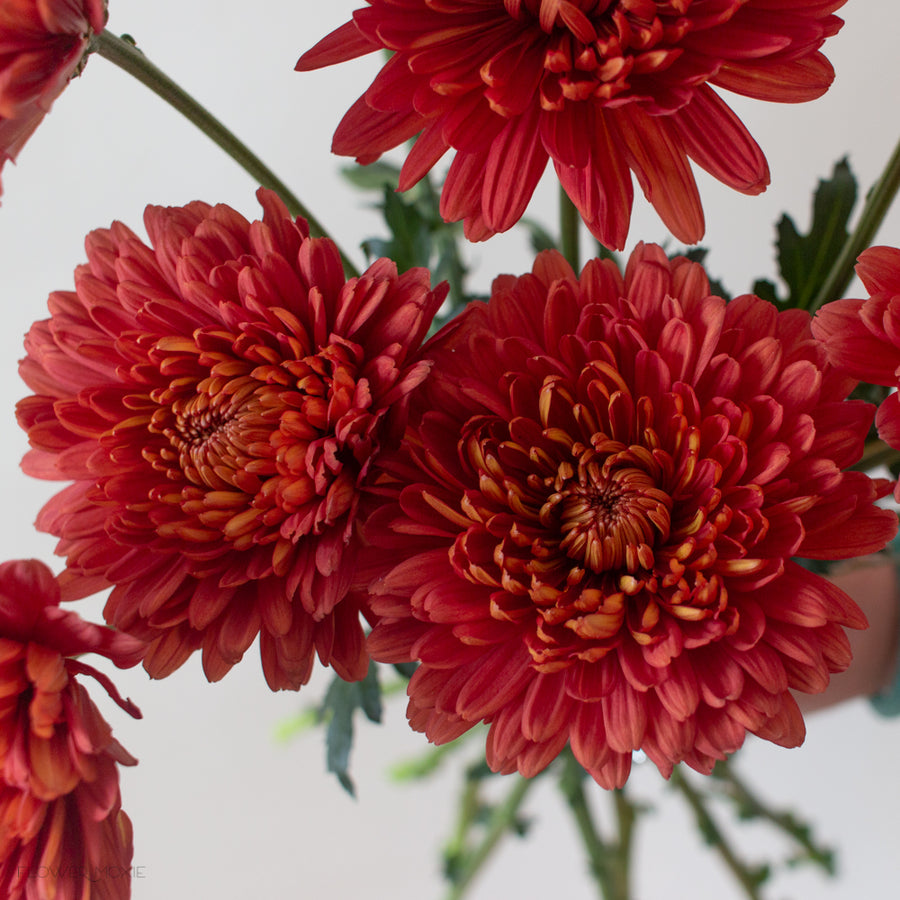 Orange Cremone Flower | DIY Wedding Flowers | Flower Moxie