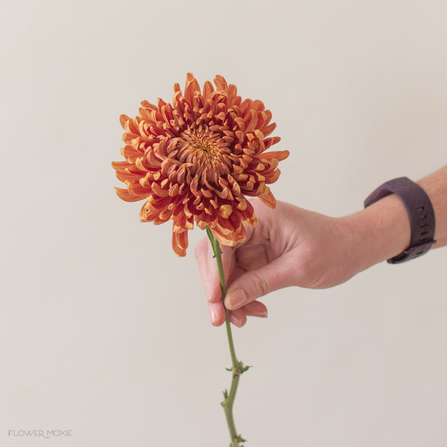 Bronze Football Mum Flower | DIY Wedding Flowers | Flower Moxie