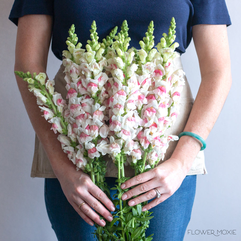 Snapdragons Wedding Flowers | DIY Wedding Flowers | Flower Moxie