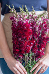 Burgundy Snapdragons | DIY Wedding Flowers | Flower Moxie