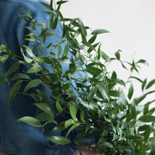 Italian Ruscus | DIY Wedding Flowers | Flower Moxie