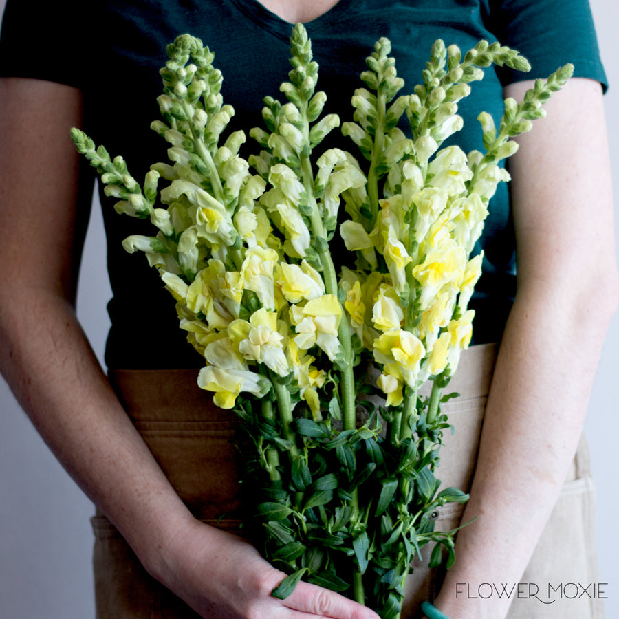 Yellow Snapdragons | DIY Wedding Flowers | Flower Moxie