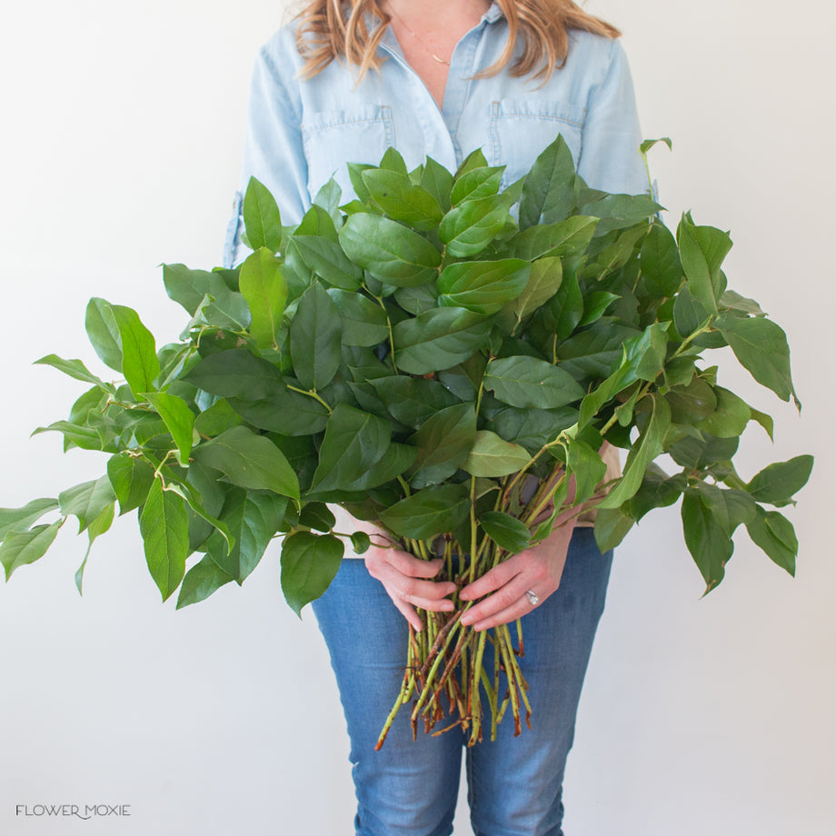 Bulk Dark Greenery | True Dark Green | DIY Wedding Flowers – Flower Moxie