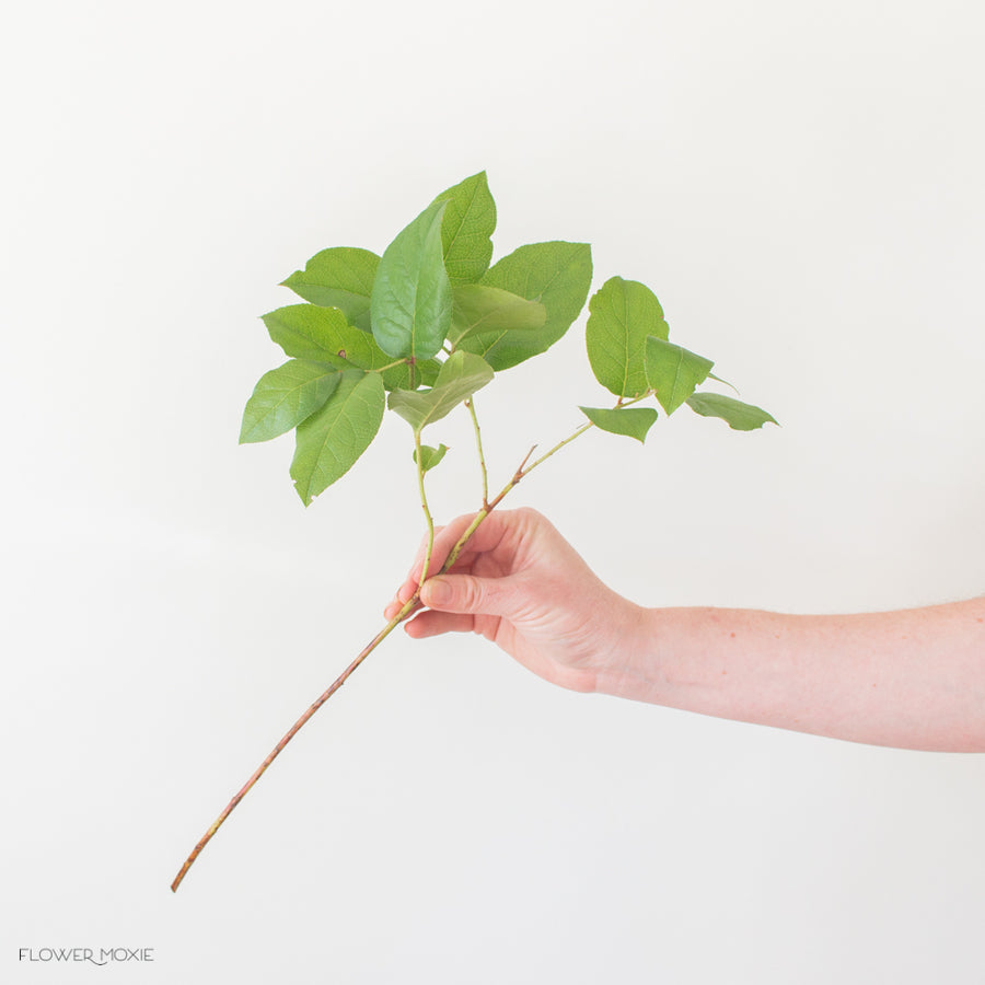 Salal Tips Greenery | DIY Wedding Flowers | Flower Moxie