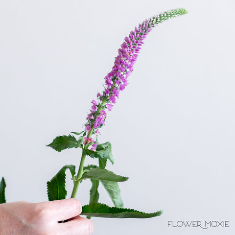 Veronica Wedding Flowers | DIY Wedding Flowers | Flower Moxie