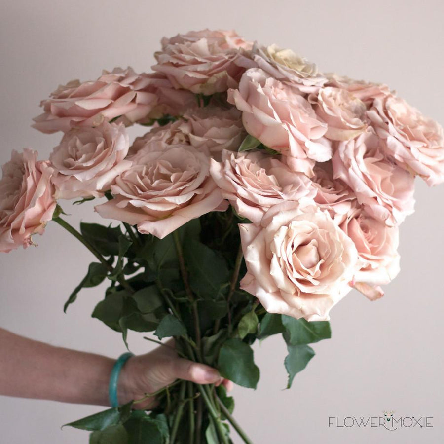 Beige Blush Quicksand Roses | DIY Wedding Flowers | Flower Moxie