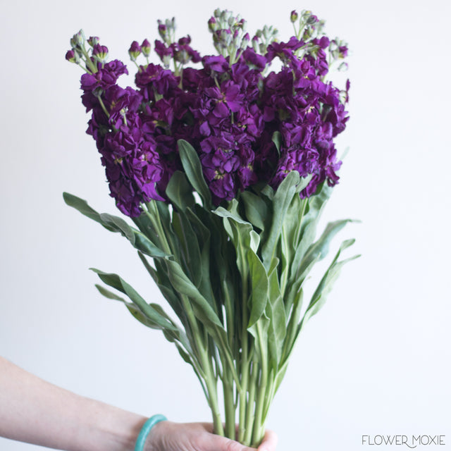 Stock Flowers | Bulk Fresh Wedding Flowers Online – Flower Moxie