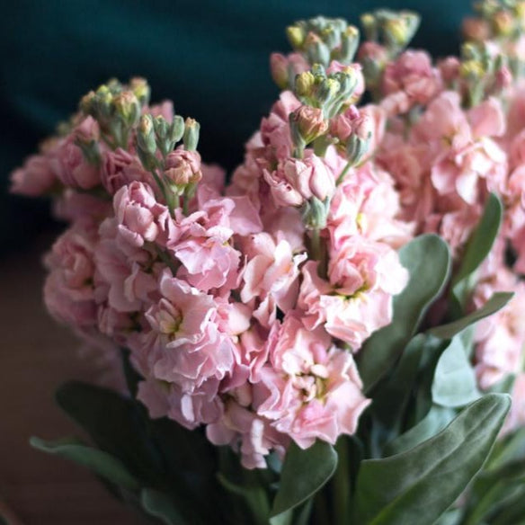 Stock Flowers | Bulk Fresh Wedding Flowers Online – Flower Moxie