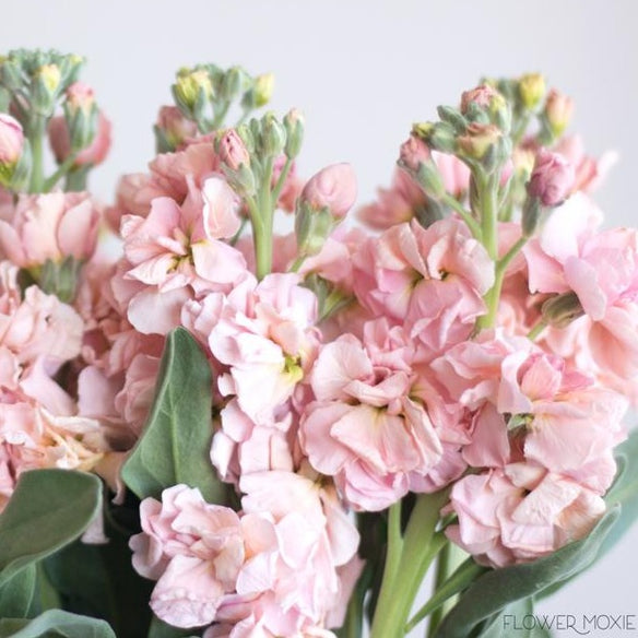 Stock Flowers | Bulk Fresh Wedding Flowers Online – Flower Moxie