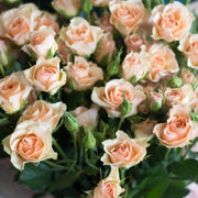 Peach Spray Rose Flower | DIY Wedding Flowers | Flower Moxie