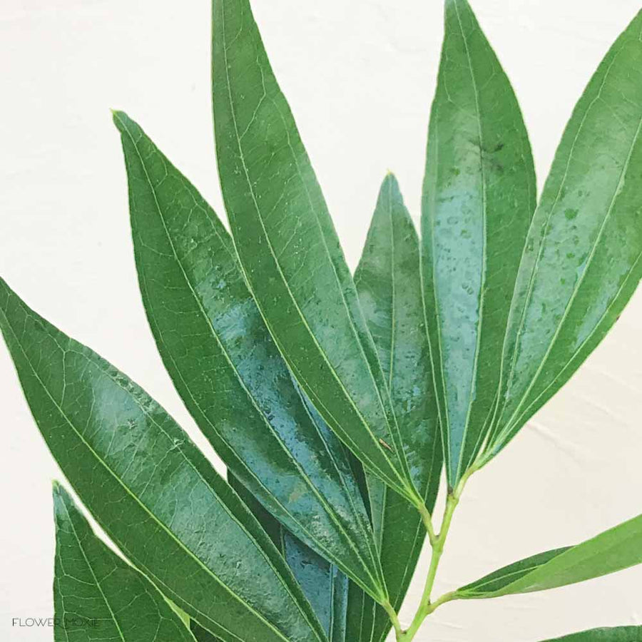 Cocculus Greenery | DIY Wedding Flowers | Flower Moxie