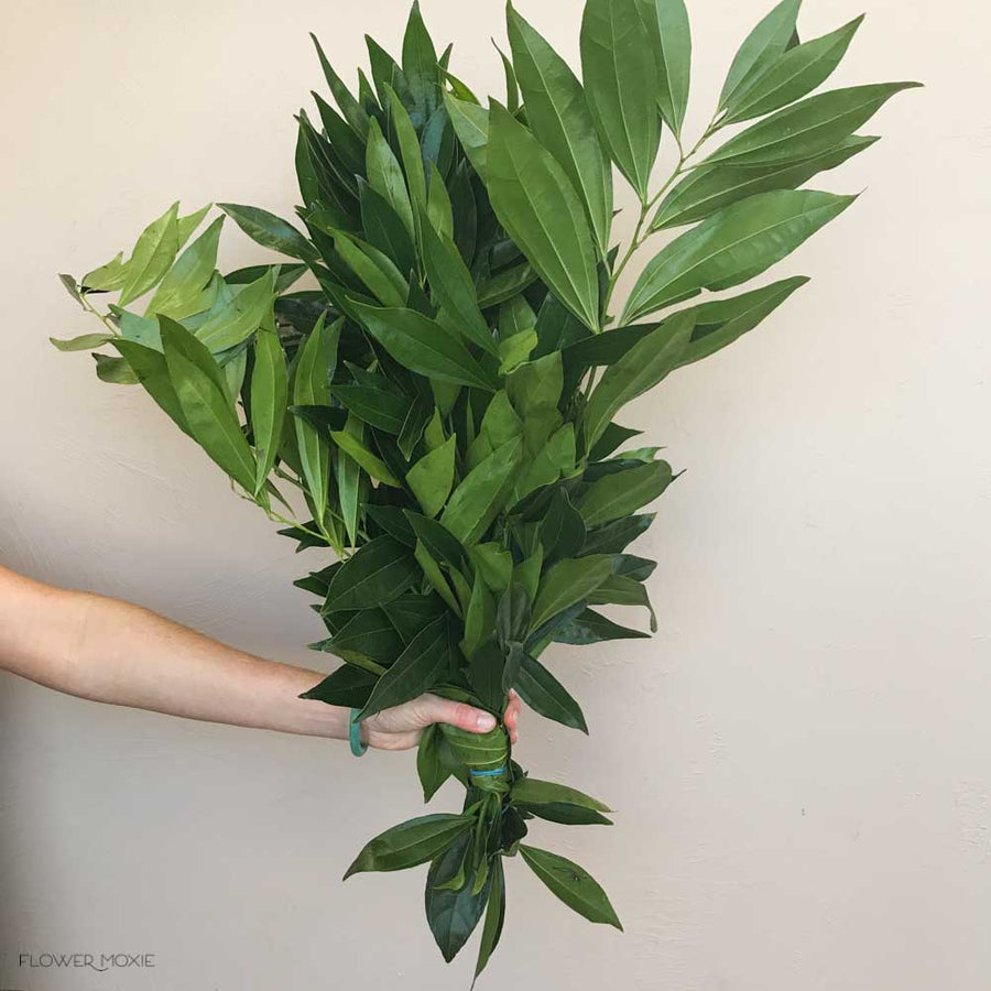 Cocculus Greenery | DIY Wedding Flowers | Flower Moxie