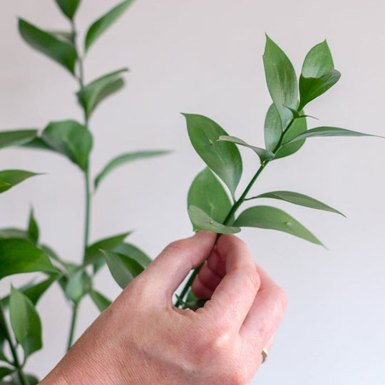 Israeli Ruscus | DIY Wedding Flowers | Flower Moxie