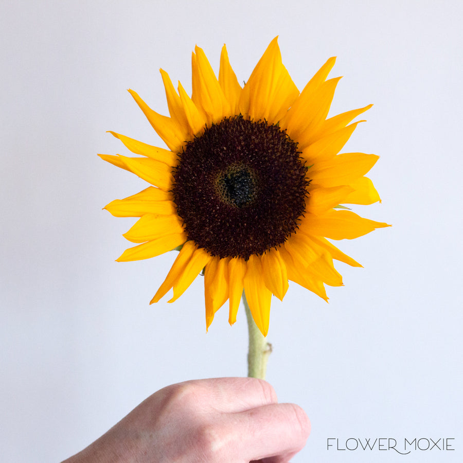 Yellow Sunflower | DIY Wedding Flowers | Flower Moxie