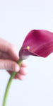 Cranberry Calla Lily | Bulk DIY Wedding Flowers | Flower Moxie