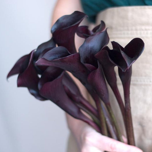 Mini Calla Lily Flower | DIY Wedding Flowers – Flower Moxie