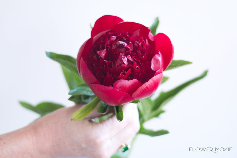 Burgundy Peonies | DIY Wedding Flowers | Flower Moxie