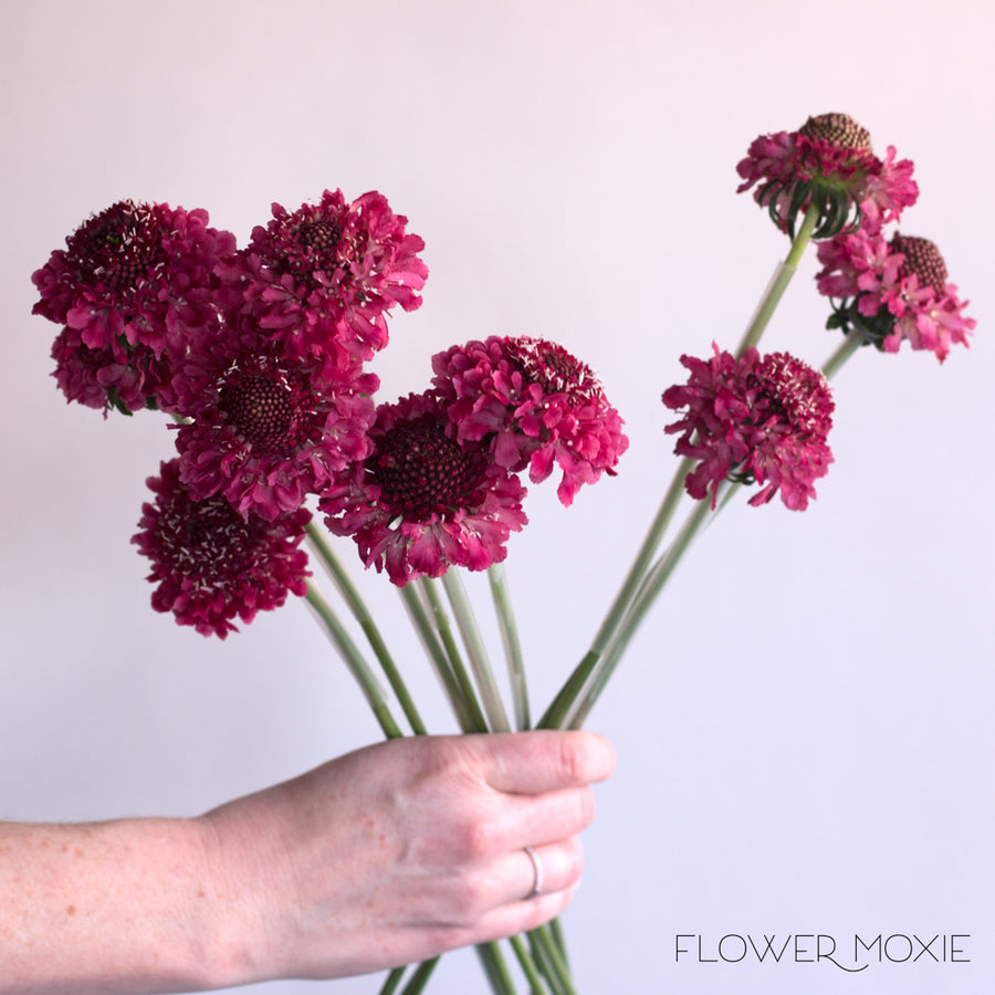 Raspberry Scabiosa Flower | DIY Wedding Flowers | Flower Moxie