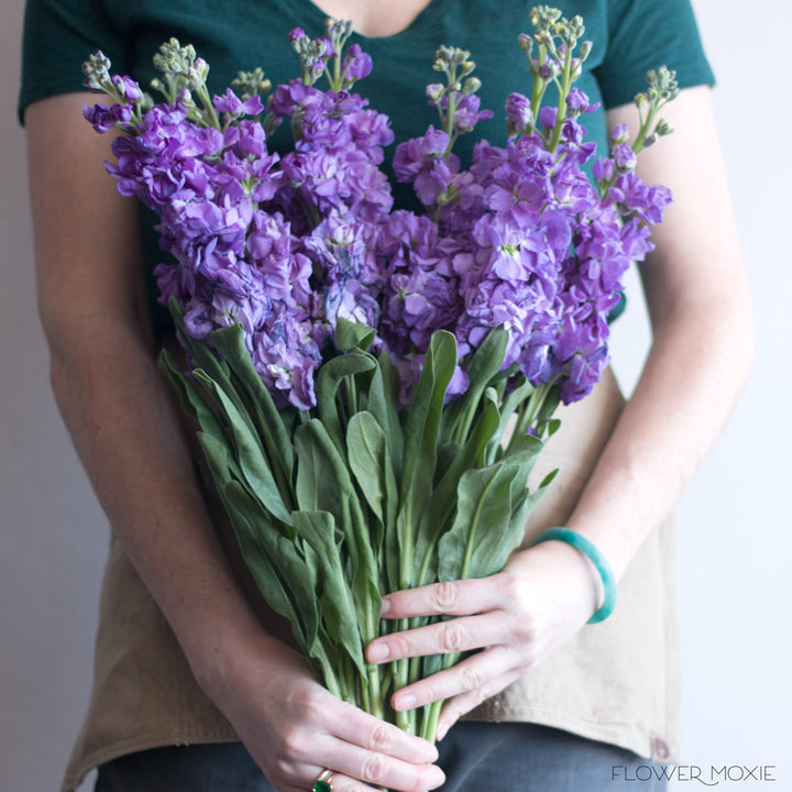 Purple Stock Flower | Bulk DIY Wedding Flowers | Flower Moxie