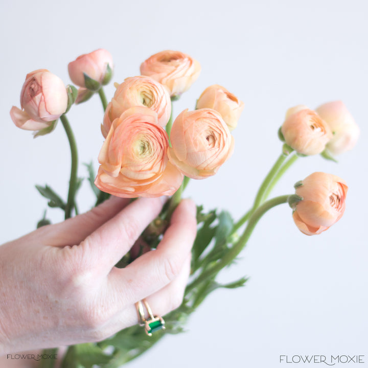 Peach Ranunculus | Bulk Fresh DIY Wedding Flowers | Flower Moxie