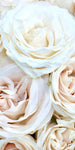 Creamy White Vendela Roses | DIY Wedding Flowers | Flower Moxie