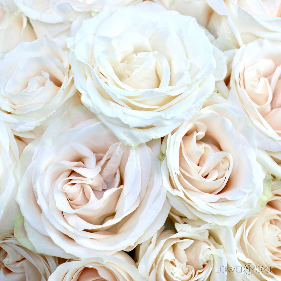 Creamy White Vendela Roses | DIY Wedding Flowers | Flower Moxie