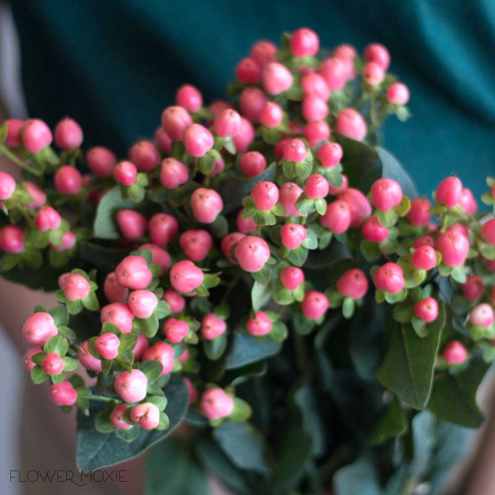 pink hypericum