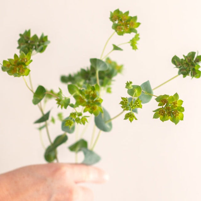 Light Wedding Greenery Bulk | DIY Wedding Flowers | Flower Moxie