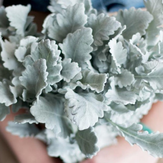 Bulk Grey Flowers Wedding Flowers – Flower Moxie