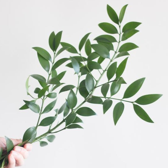 Bulk Dark Greenery | True Dark Green | DIY Wedding Flowers – Flower Moxie