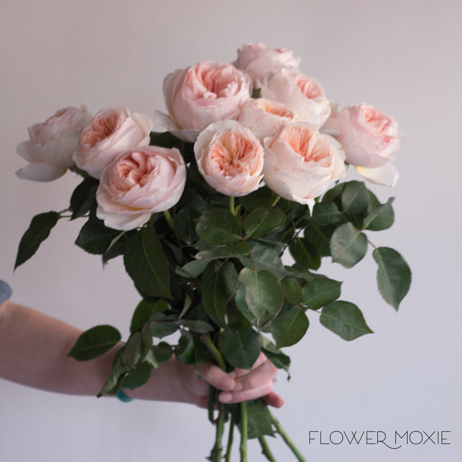 Juliet Garden Roses | DIY Wedding Flowers | Flower Moxie