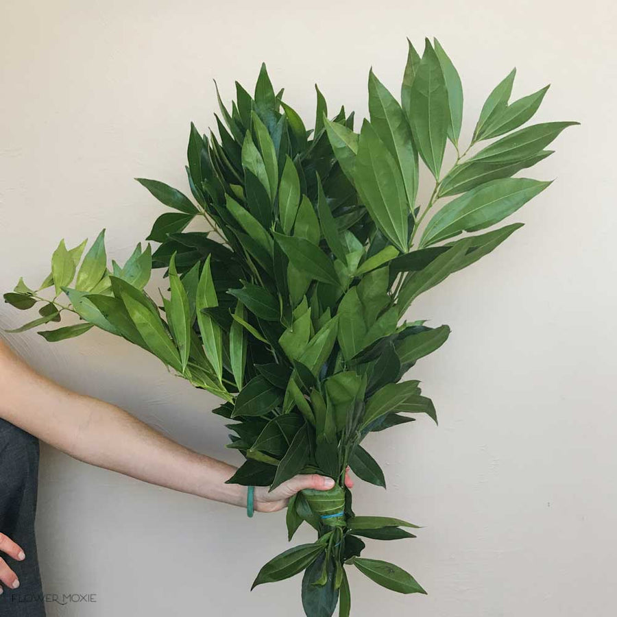 Cocculus Greenery | DIY Wedding Flowers | Flower Moxie