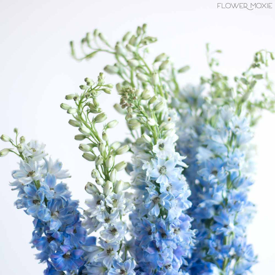 Light Blue Delphinium | Fresh DIY Wedding Flowers | Flower Moxie