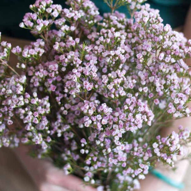 Pink Flowers | Bulk Fresh Flowers for DIY Brides | Flower Moxie