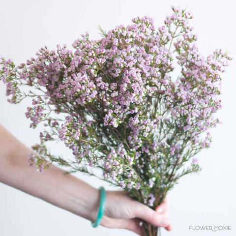 Pink Flowers | Bulk Fresh Flowers for DIY Brides | Flower Moxie