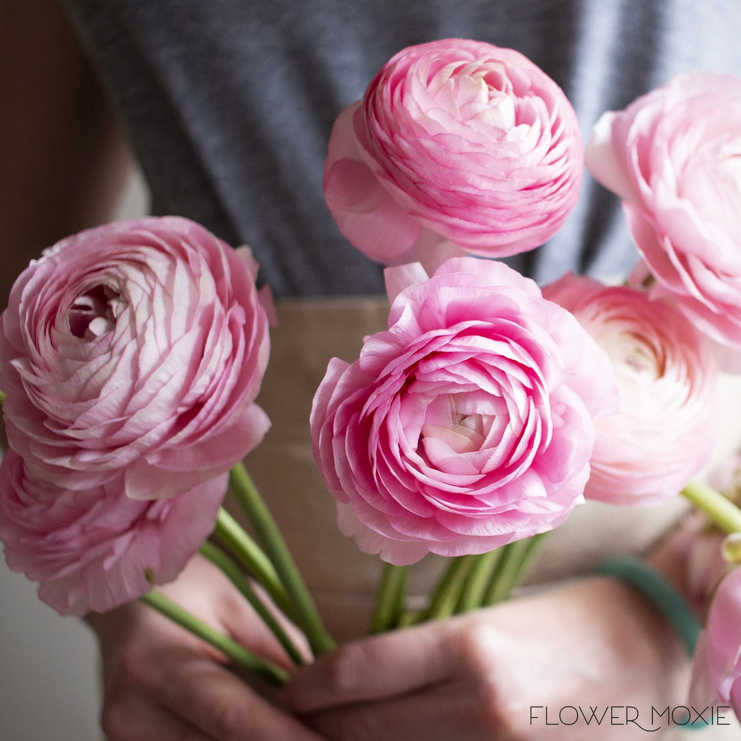 Light Pink Ranunculus | Bulk Fresh DIY Weddings | Flower Moxie