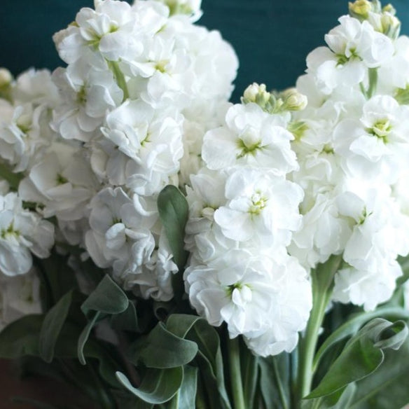 Stock Flowers | Bulk Fresh Wedding Flowers Online – Flower Moxie